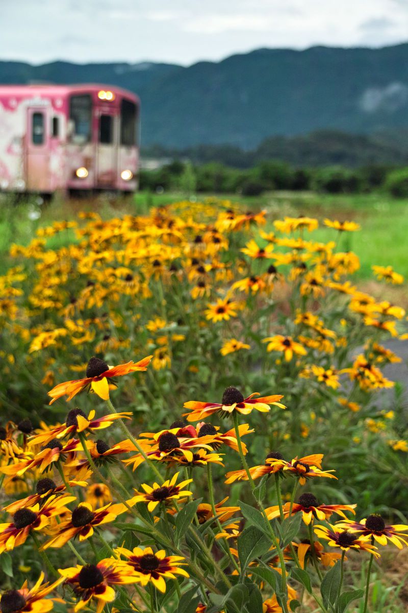 沿線のルドベキア | GANREF