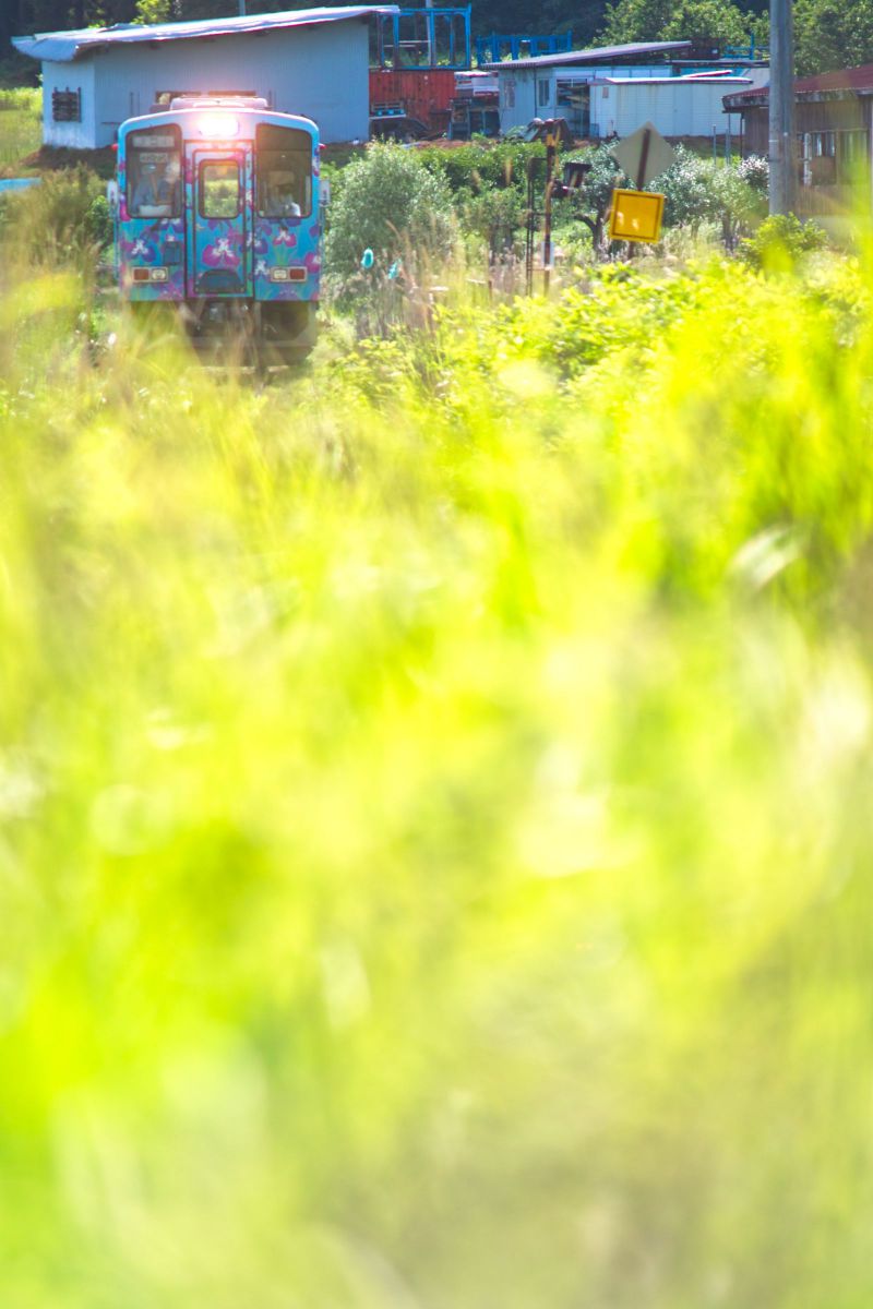 初夏の緑 | GANREF