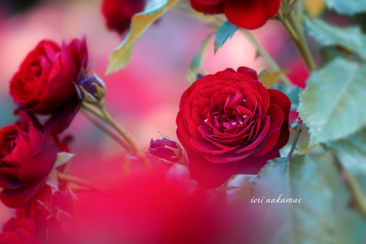 NAGAI BOTANICAL GARDEN | GANREF