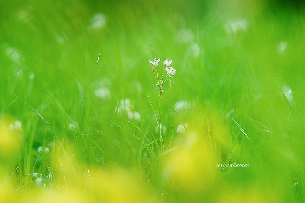 NAGAI BOTANICAL GARDEN | GANREF