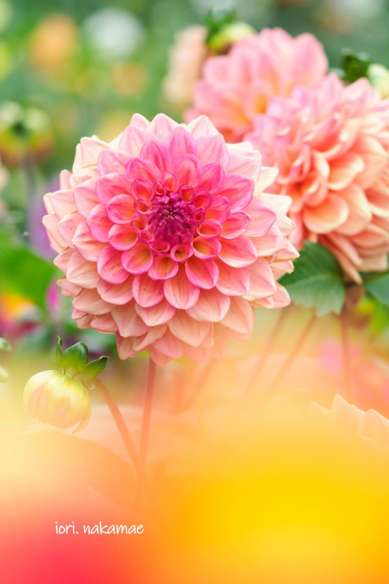 NAGAI BOTANICAL GARDEN | GANREF