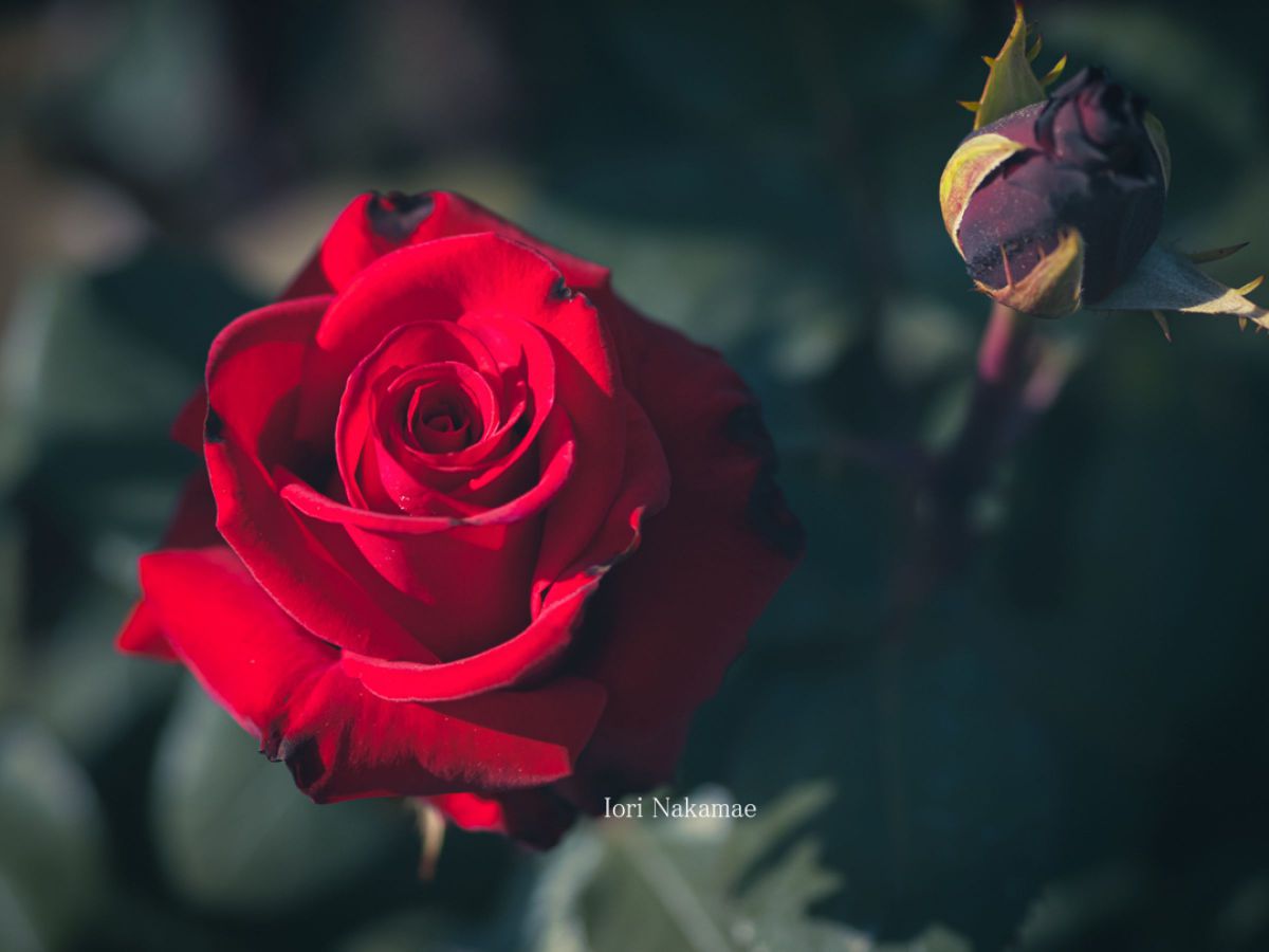 NAGAI BOTANICAL GARDEN | GANREF