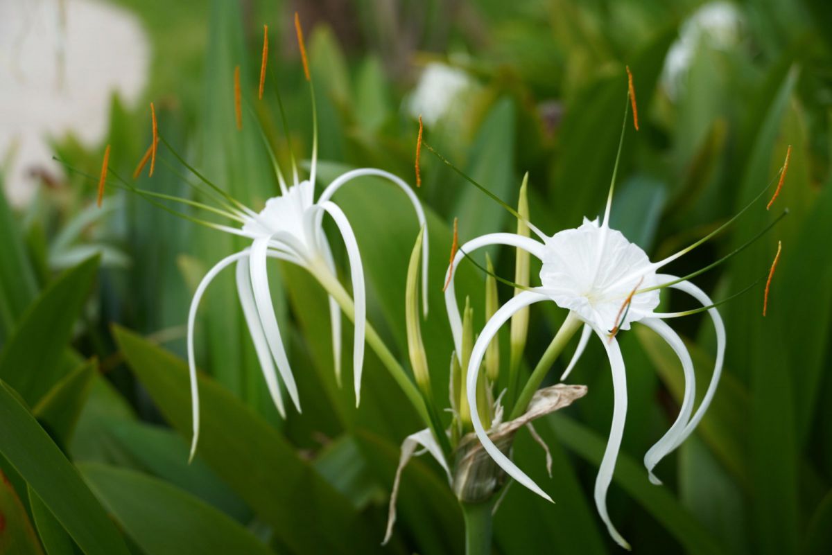 Spider Lily... | GANREF