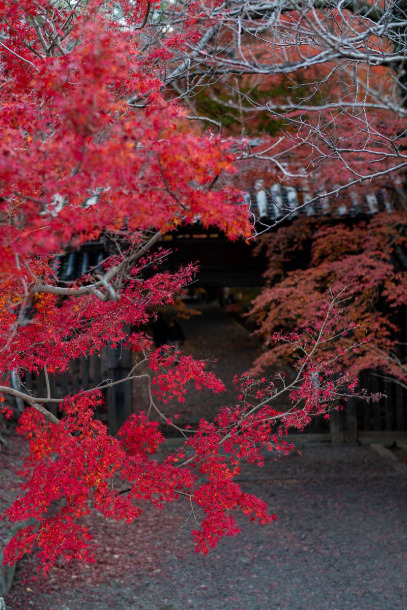 丈六寺の紅葉 その1 | GANREF