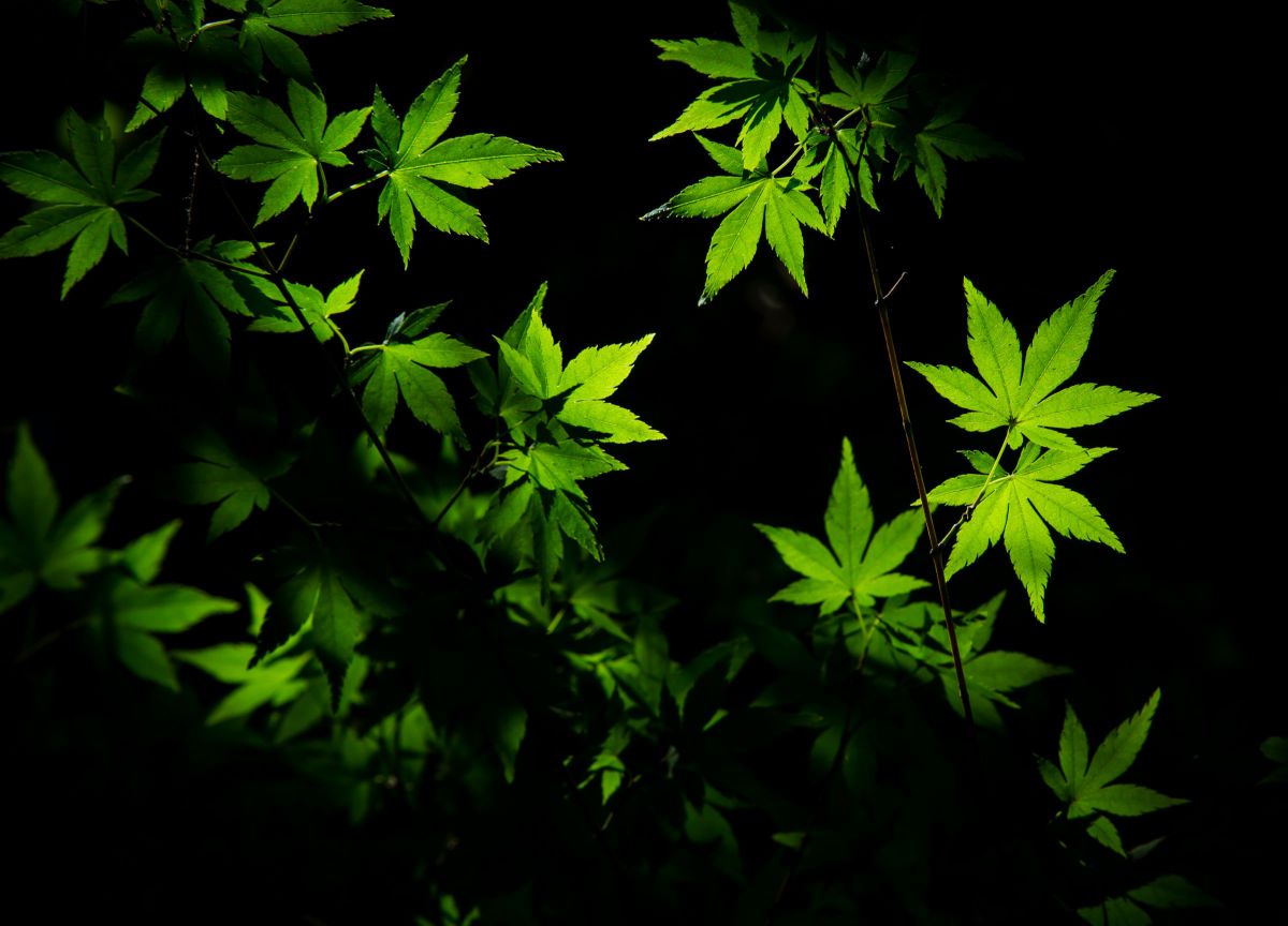 Green Back Light | GANREF