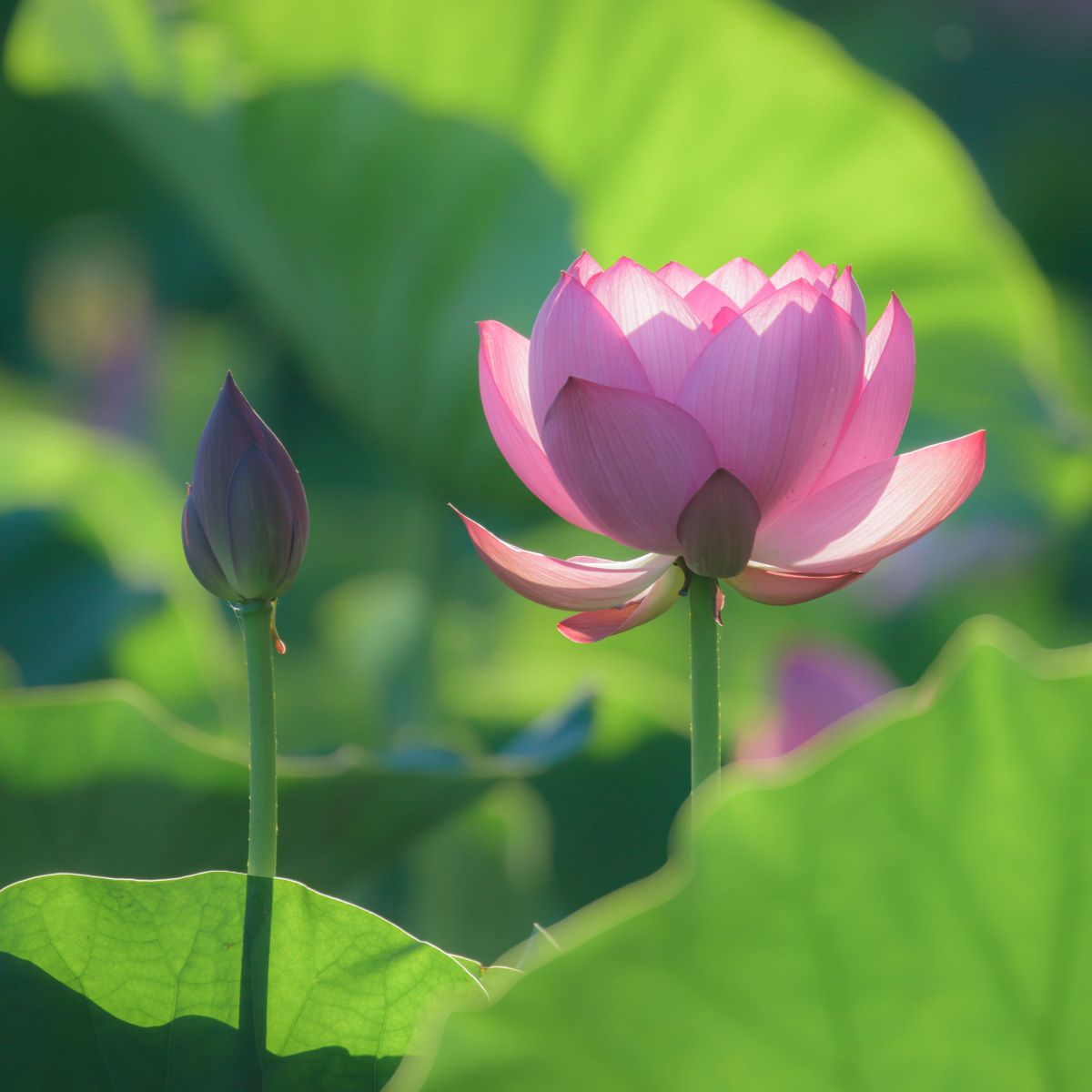 Before ⇒ After | GANREF