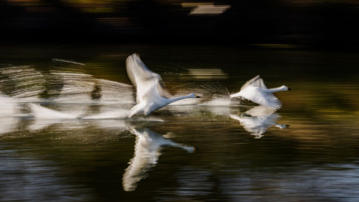 Let's go to eat ! | GANREF