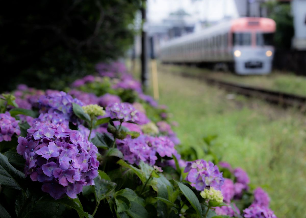 紫陽花電車 2023 | GANREF