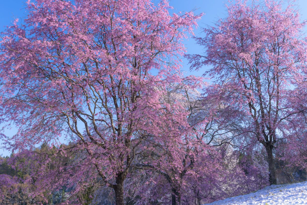 Sakura－mountain | GANREF