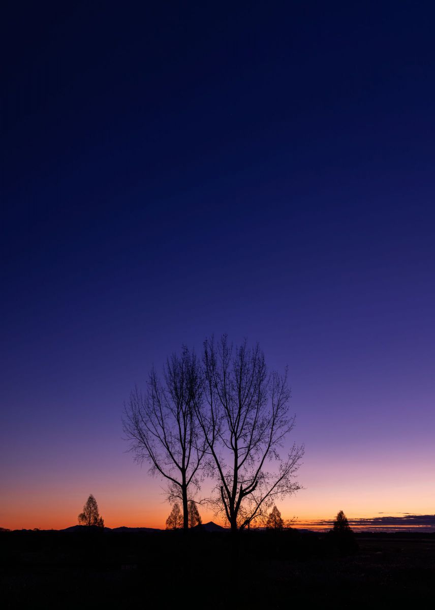 DAWN PURPLE | GANREF