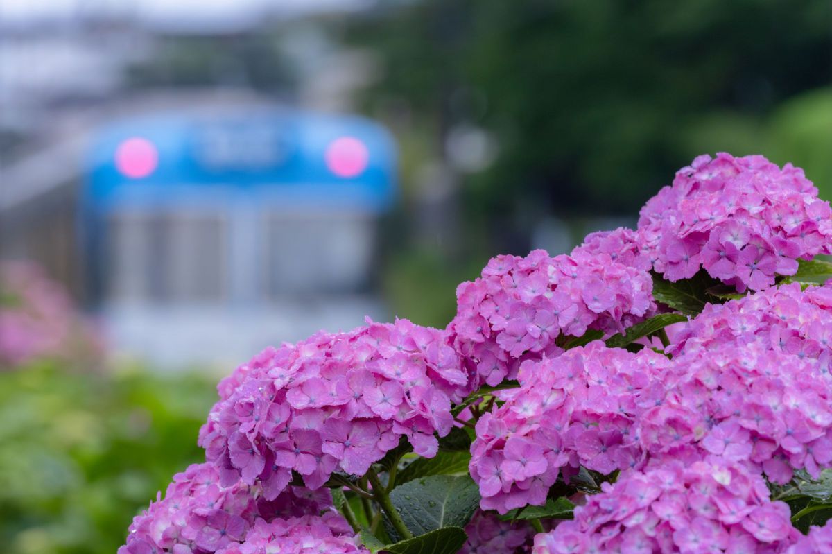 あじさいライン 2024 | GANREF