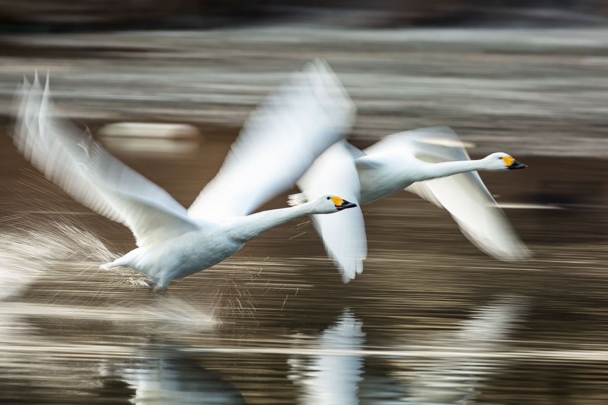 Swan Debut！！ | GANREF