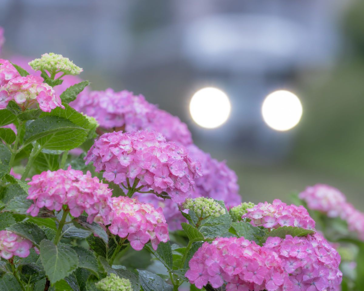 あじさいライン 2024 Ⅳ | GANREF