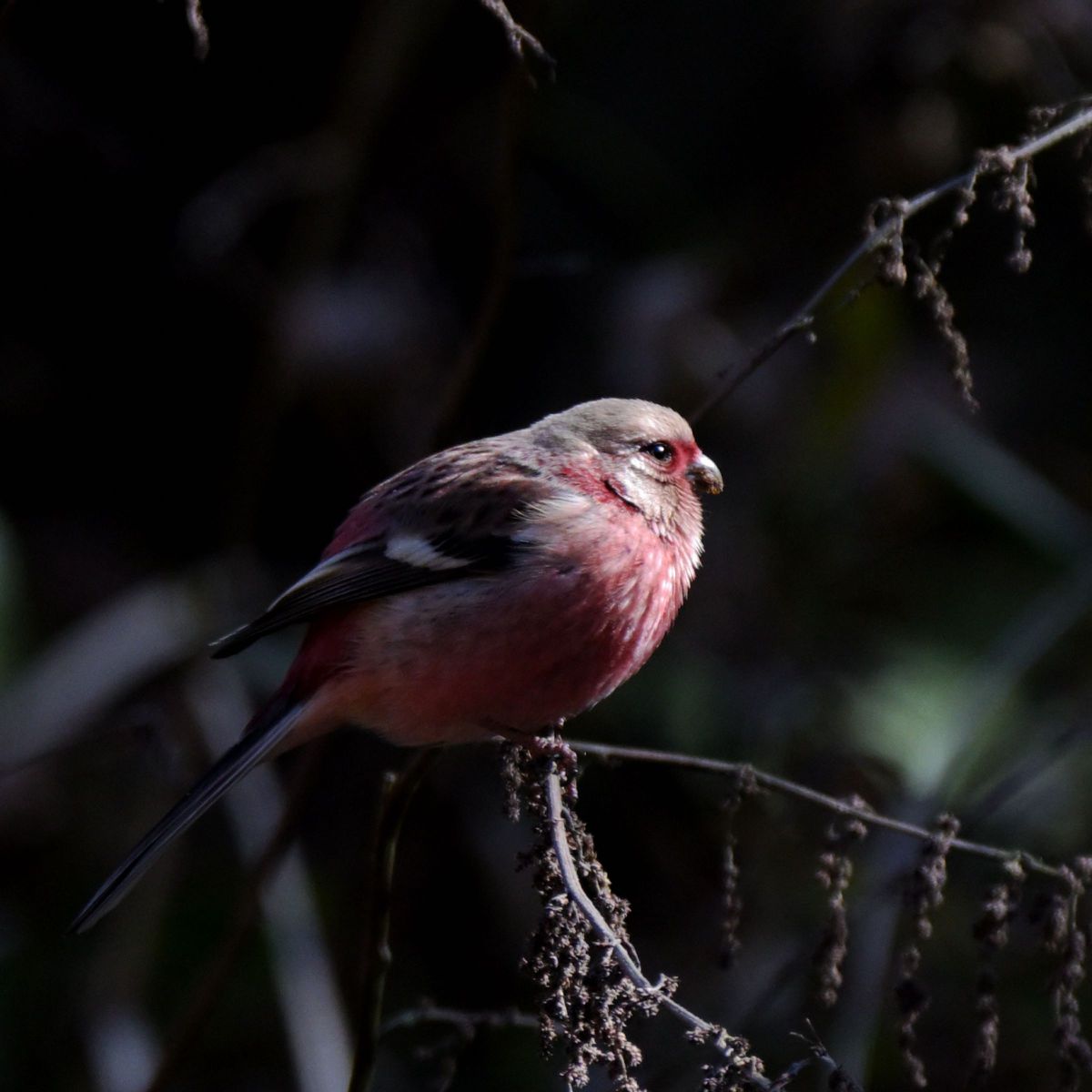 赤い鳥のProfile（横顔） | GANREF