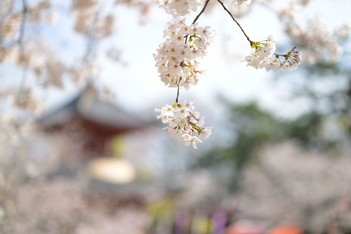 川越の桜 2025（2） | GANREF