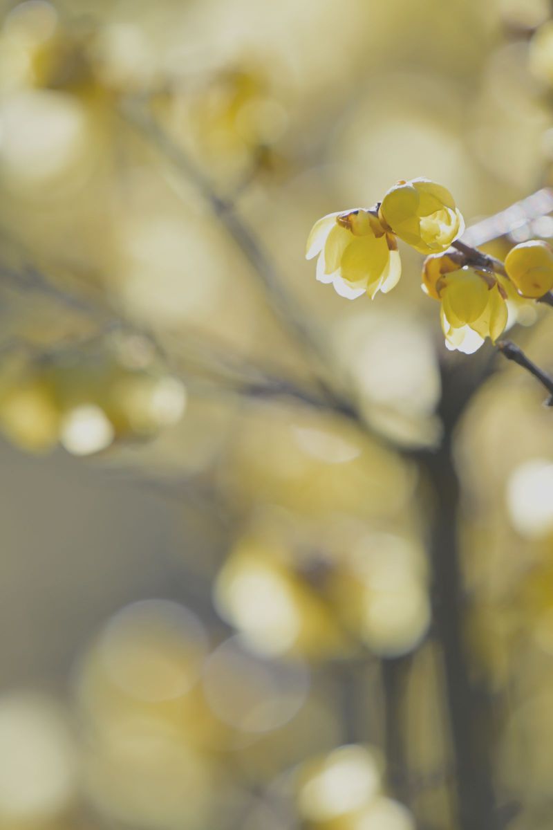 蝋梅2025（1） | GANREF