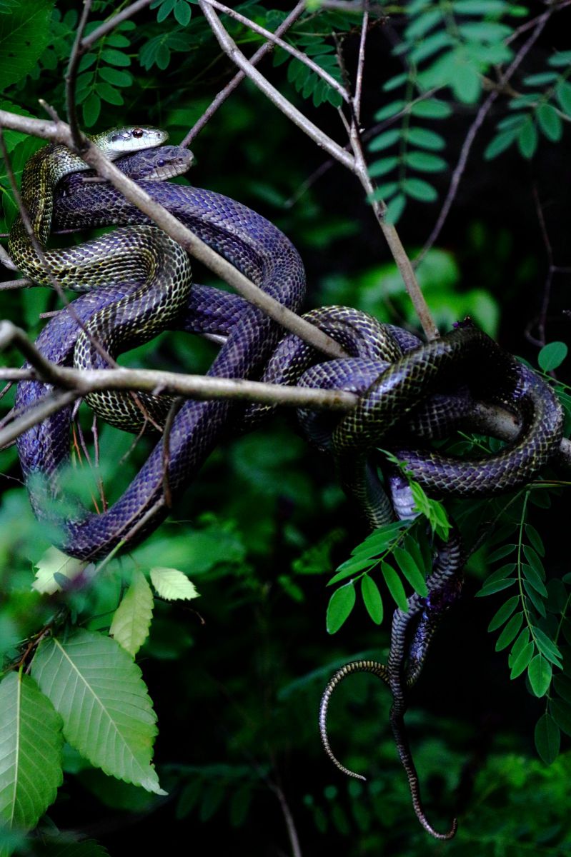 Slow Dance of Blue & Yellow Snakes | GANREF
