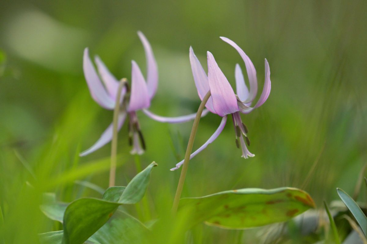 spring ephemeral (1) | GANREF