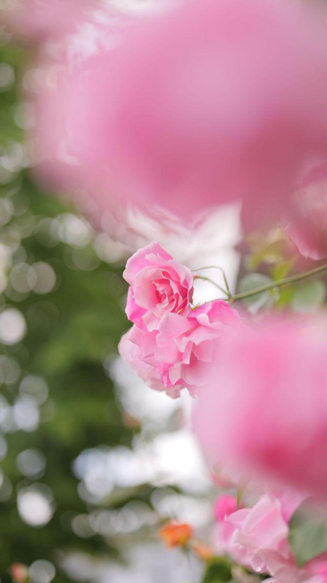Blooming “Spanish Beauty” | GANREF