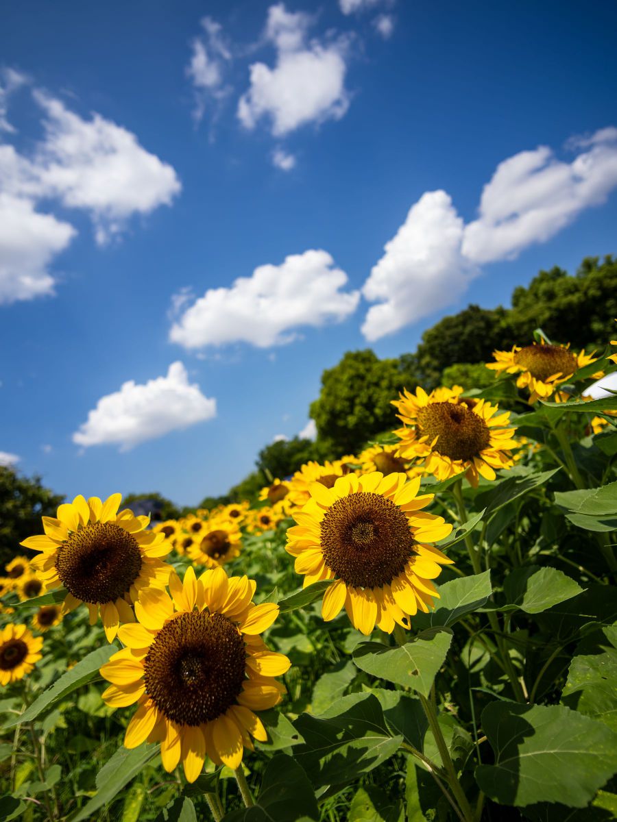 向日葵（縦位置の巻） | GANREF