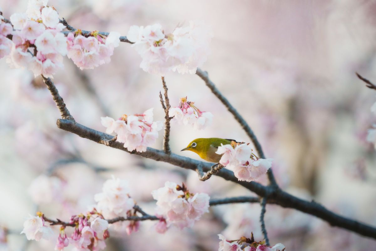 DSC01562.jpeg | GANREF