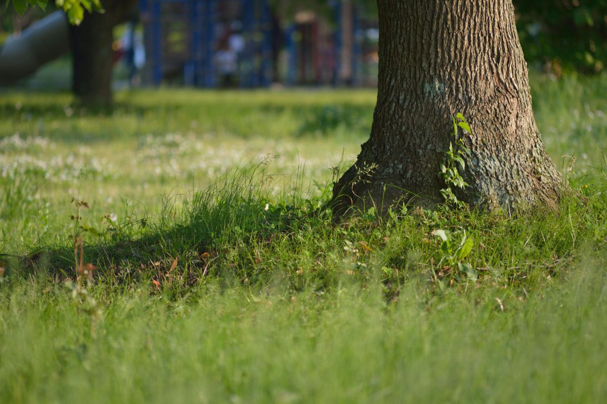 NIKKOR-Q AUTO F4 20cmの作例3 | GANREF