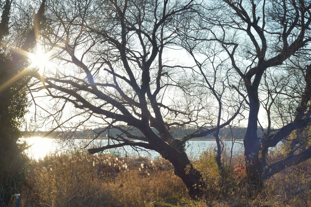 Nikkor-S Auto 5.8cm F1.4の作例2 | GANREF