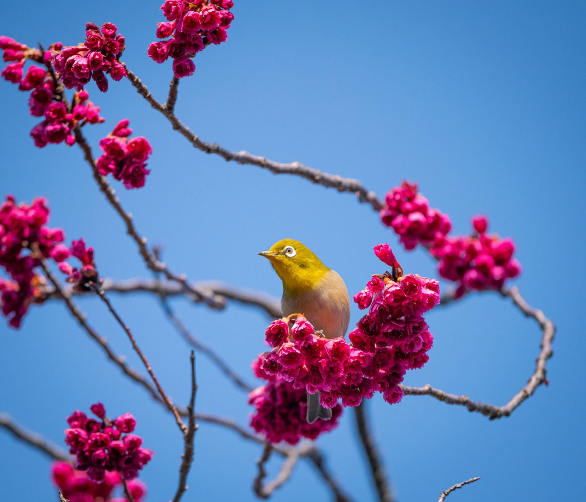 春が来た | GANREF