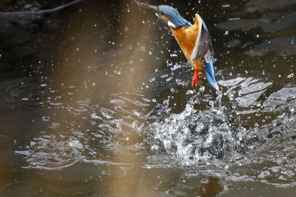 EOS 7D Mark II_9999_245.JPG | GANREF