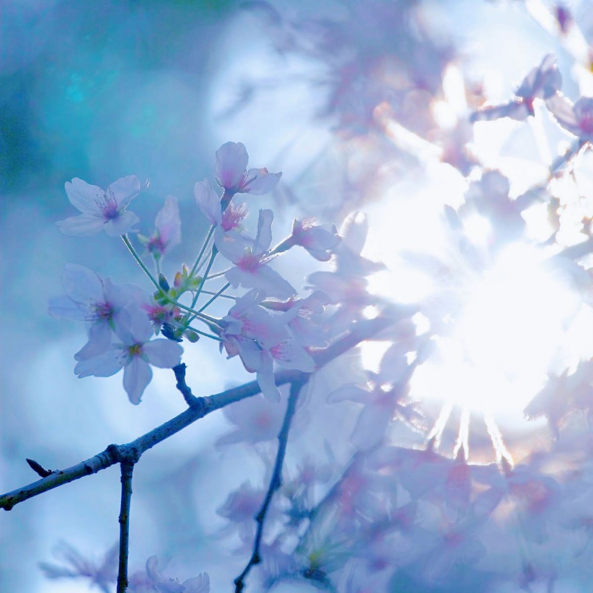 Shining Sakura | GANREF