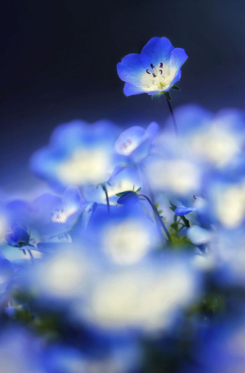 Charm of Blue Flower | GANREF
