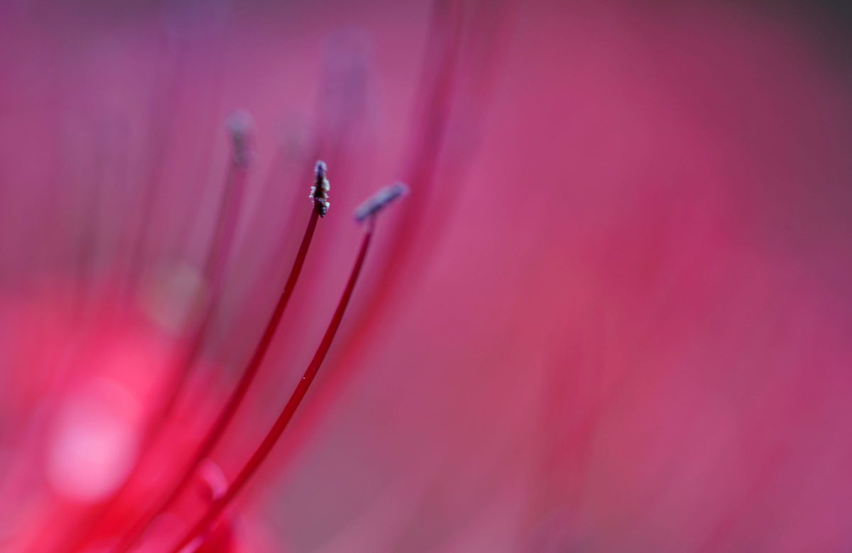 Safflower red | GANREF