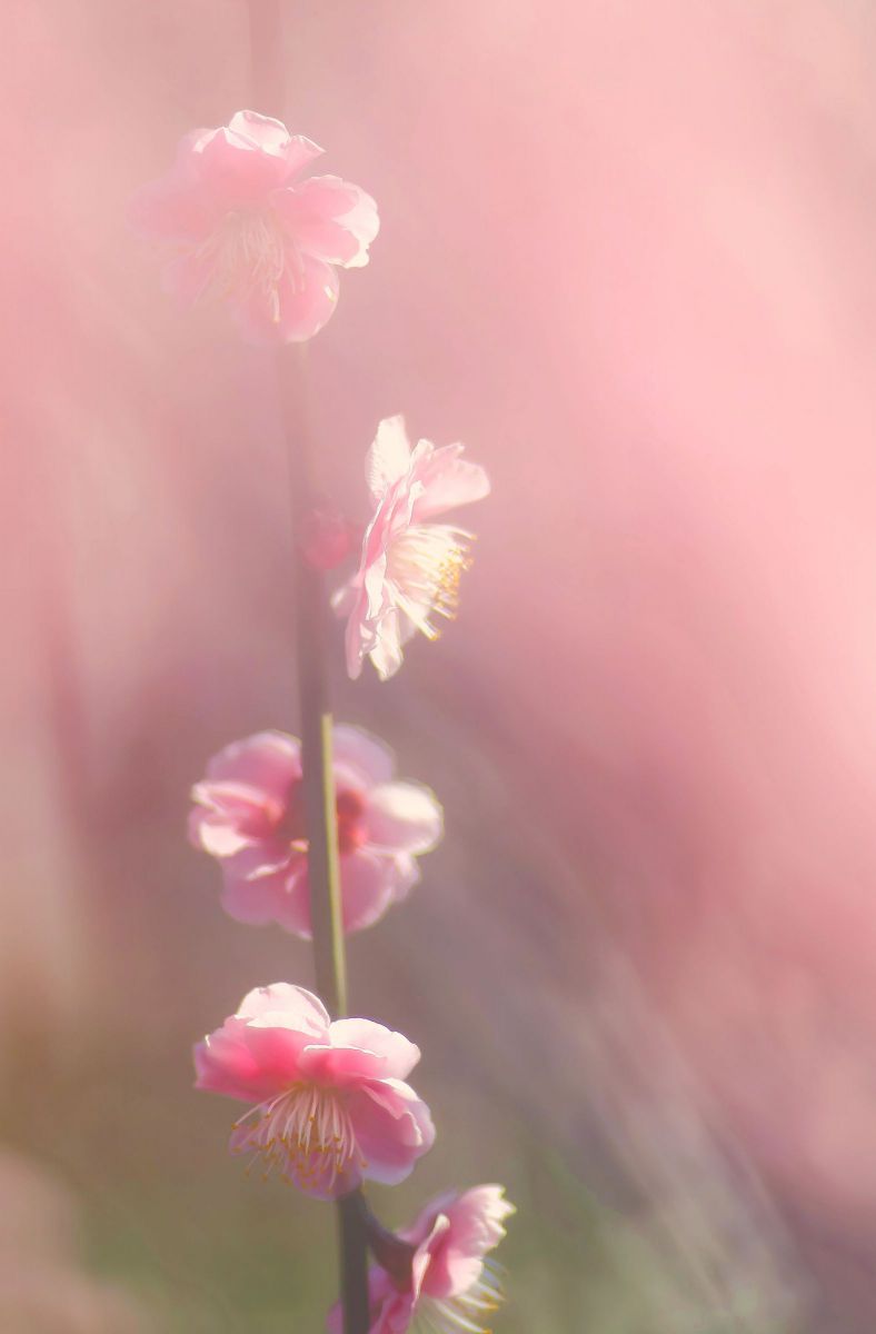 Peach-colored tenderness | GANREF