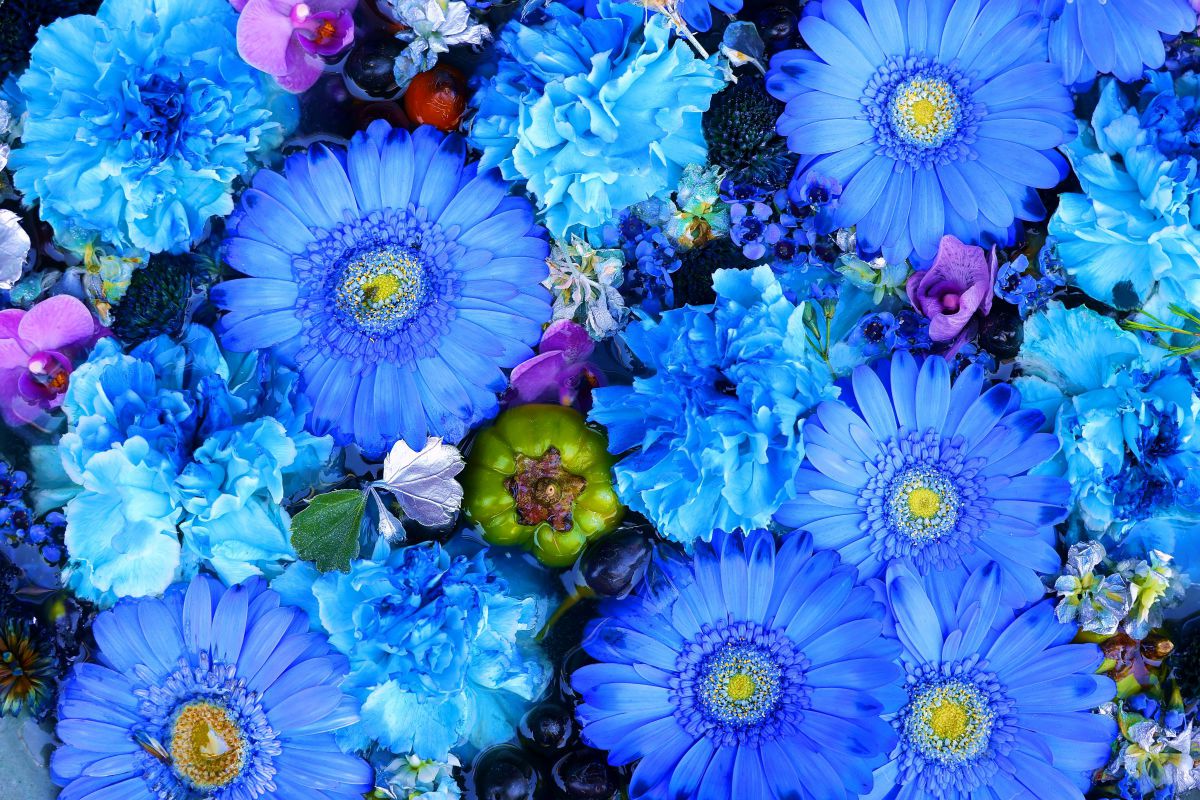 Blue Flower Aesthetics | GANREF