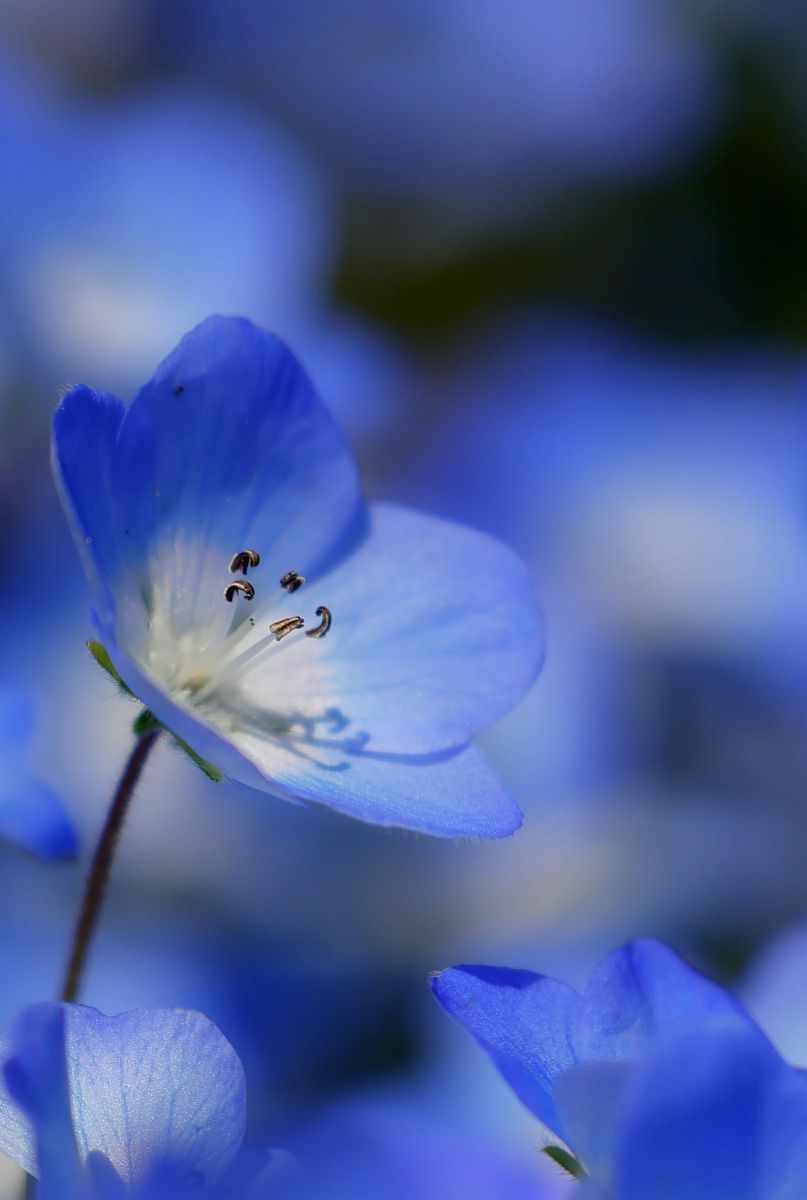 Enchanting blue flower | GANREF