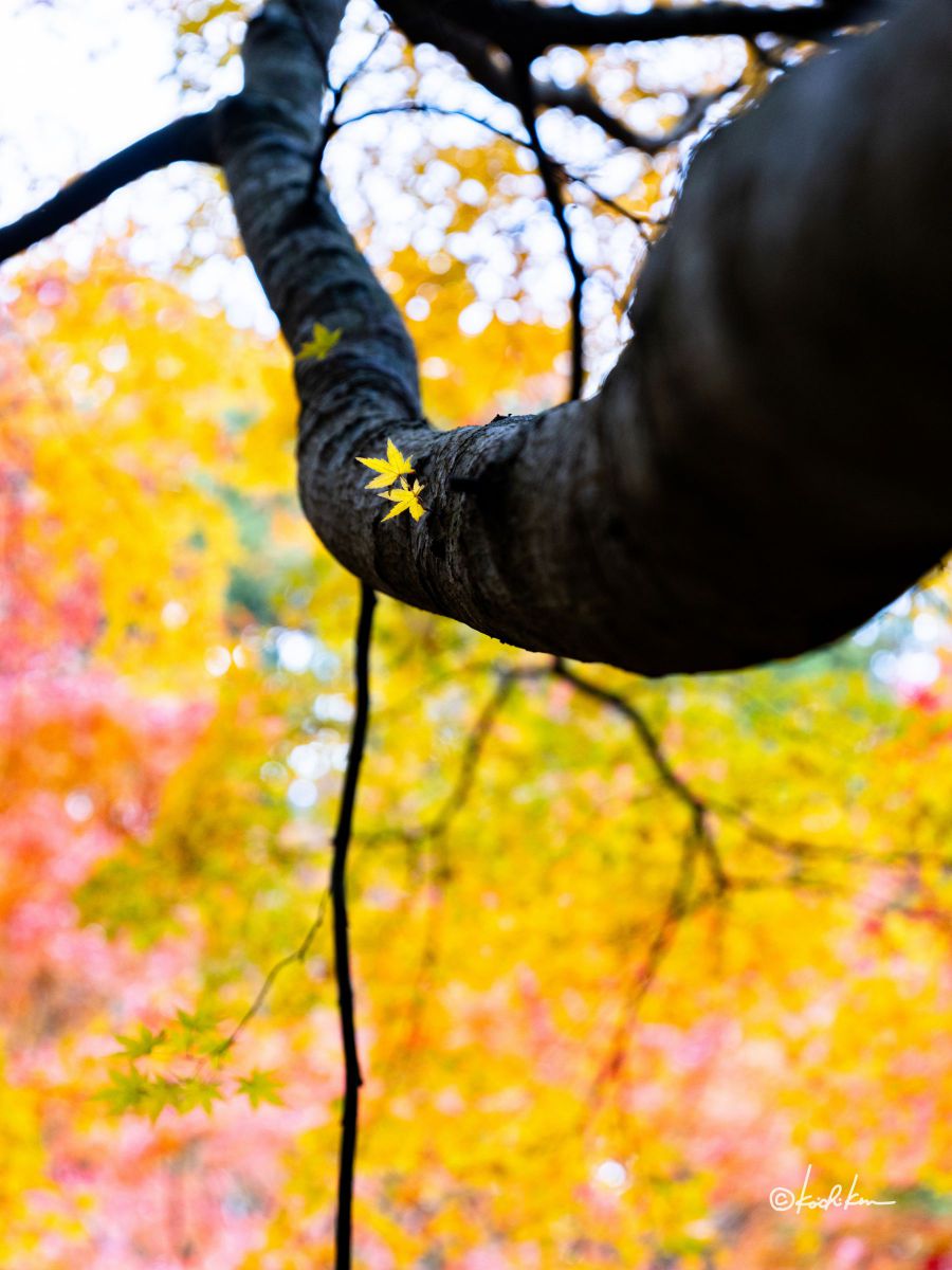 Small leaves | GANREF