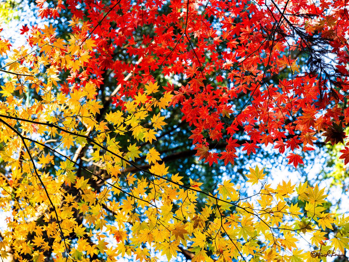 Autumn pattern | GANREF