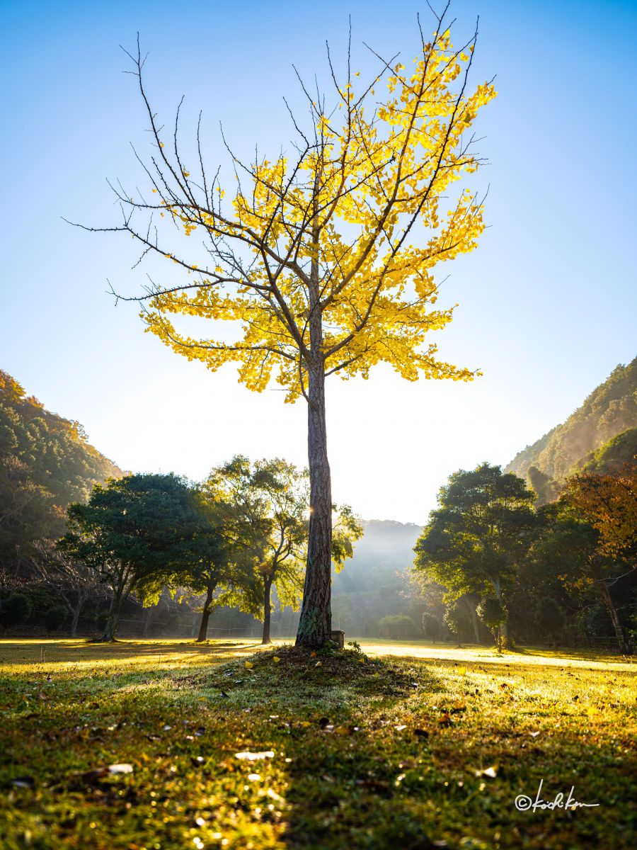 Half-moon shaped ginkgo leaf | GANREF