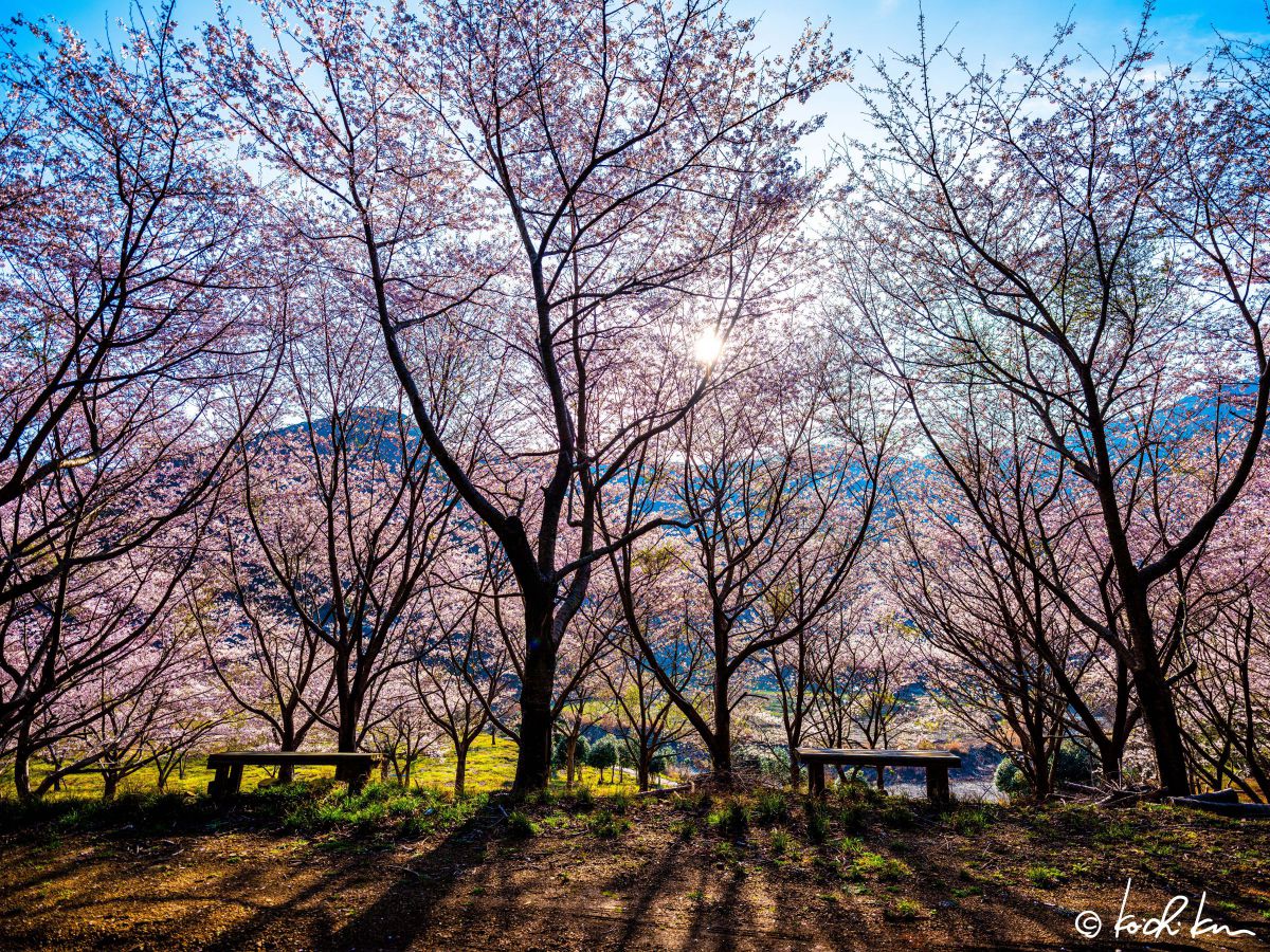 Spring bench | GANREF