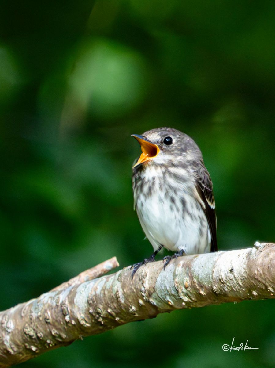 Bird sounds | GANREF