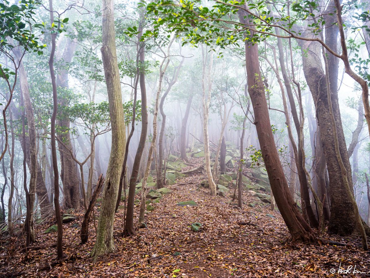 Fog passage | GANREF