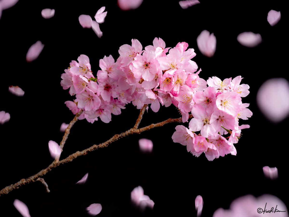 Cherry blossoms | GANREF