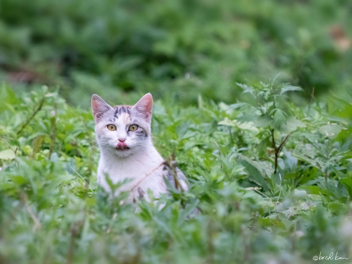 Cat and green | GANREF
