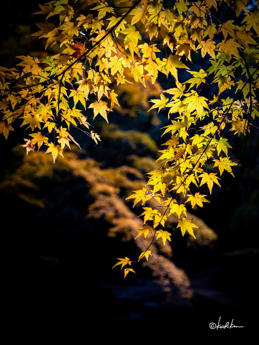 Illuminated autumn | GANREF