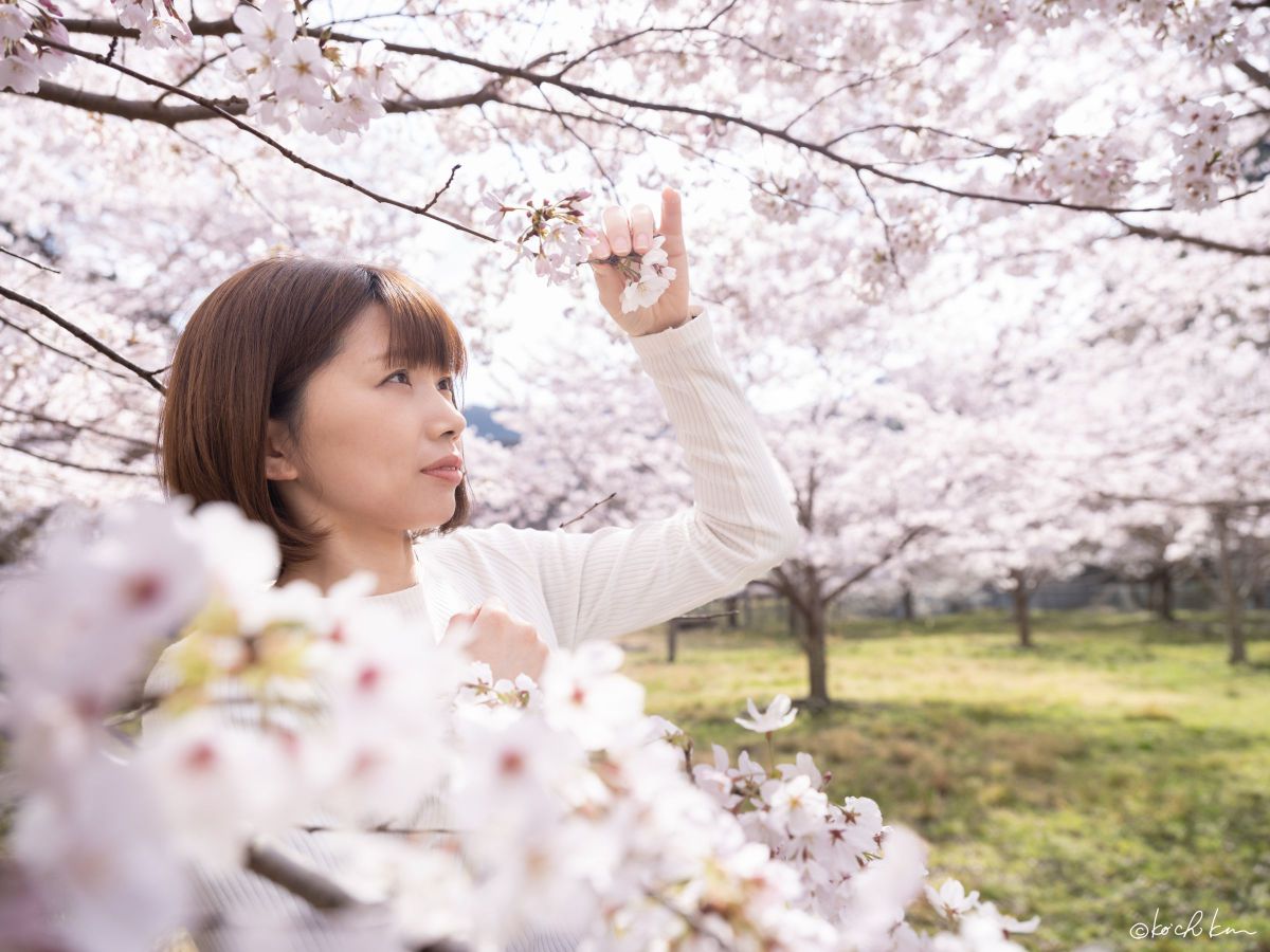 Cherry blossoms | GANREF