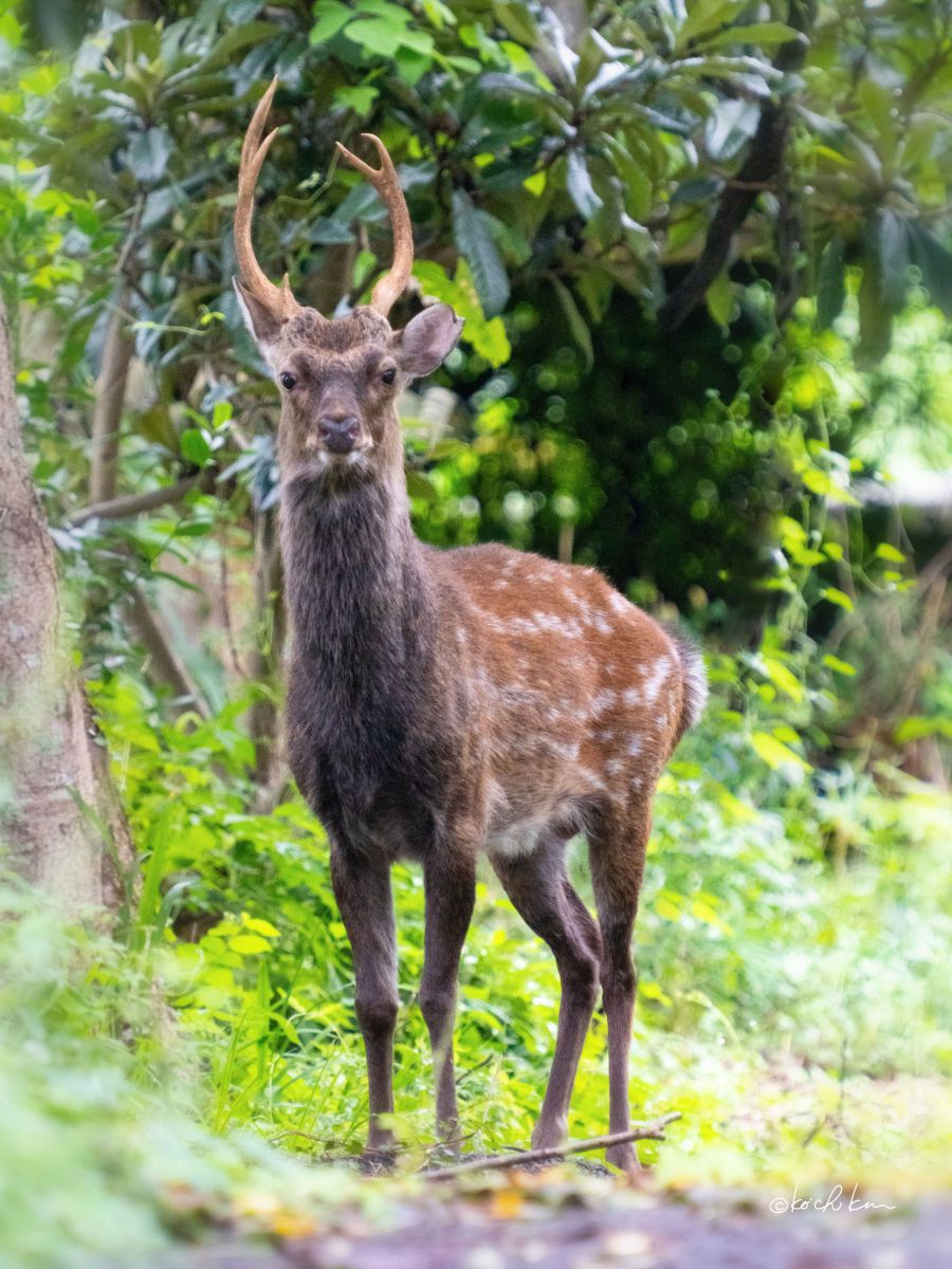 Tsushima deer | GANREF