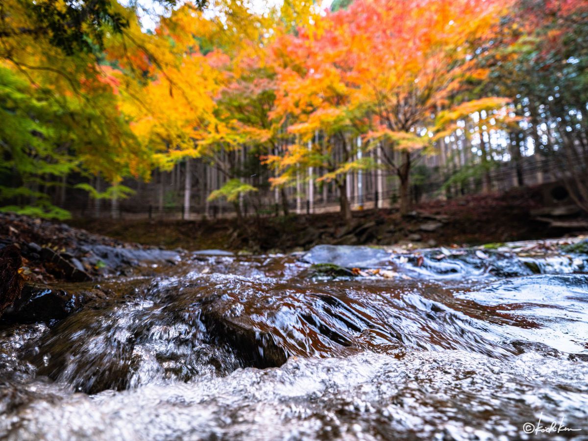 With the flow of the river | GANREF