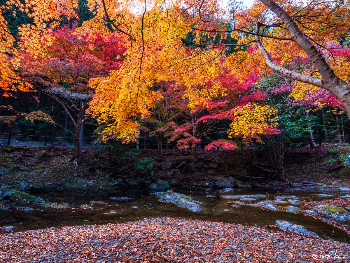 Autumn leaves | GANREF