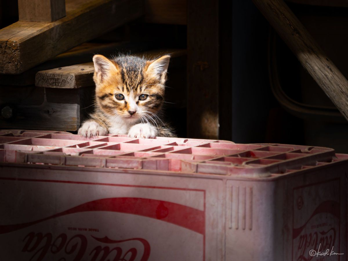 Hide-and-seek | GANREF