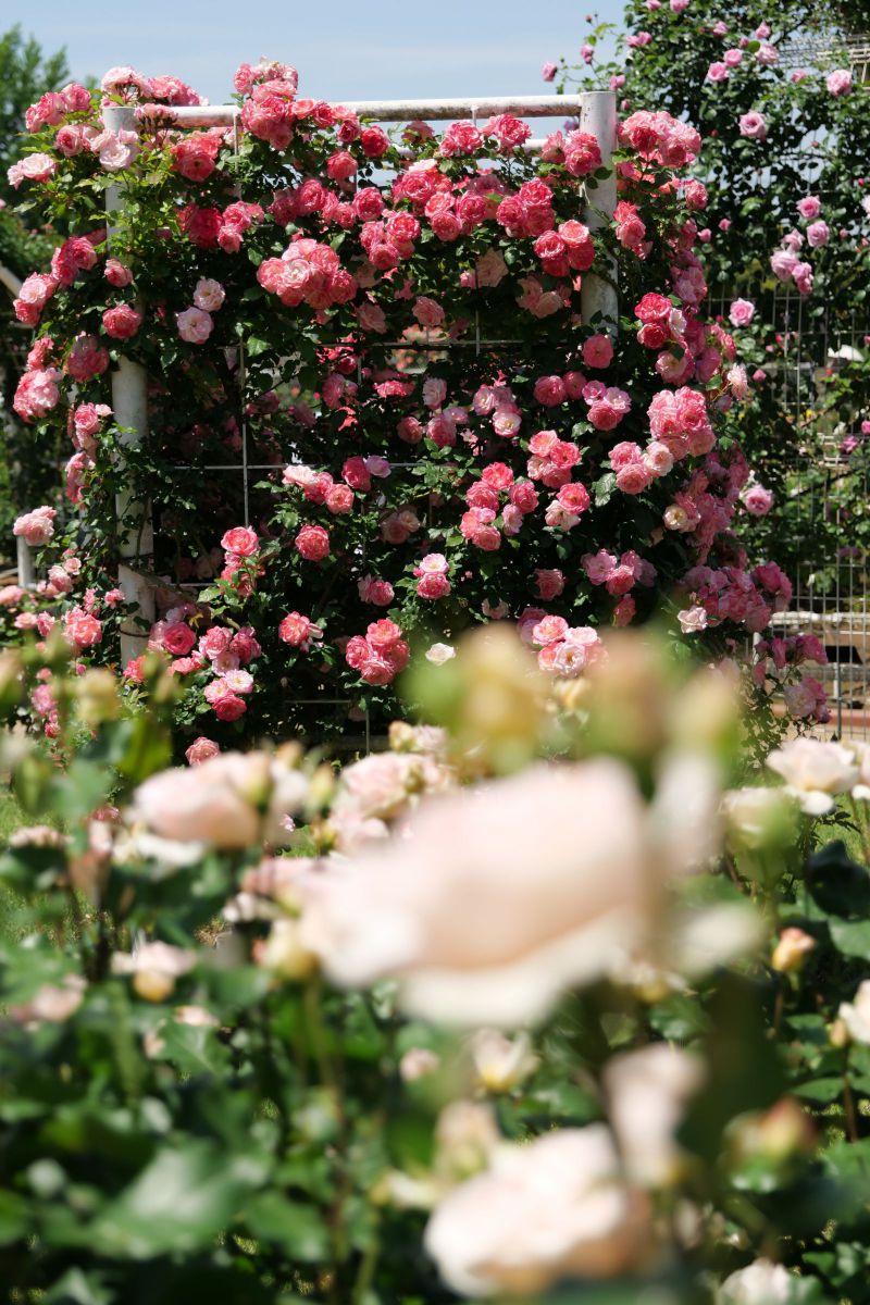 GWのバラ | GANREF